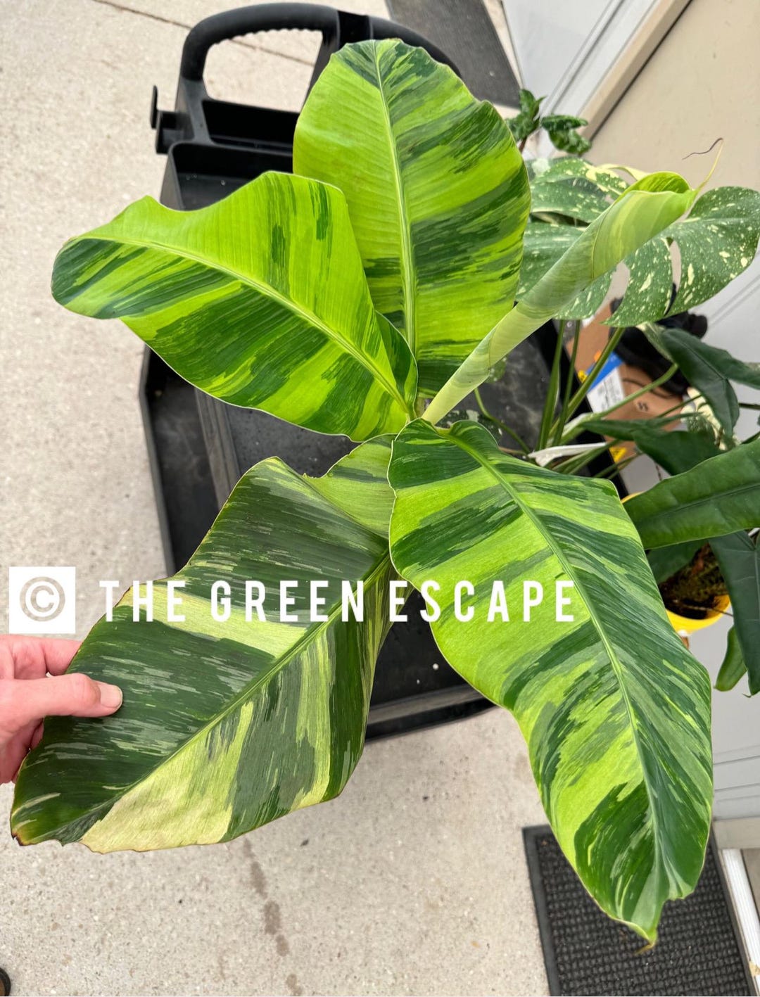 Aurea Variegated Musa Starter Plant (ALL STARTER PLANTS Require You to ...