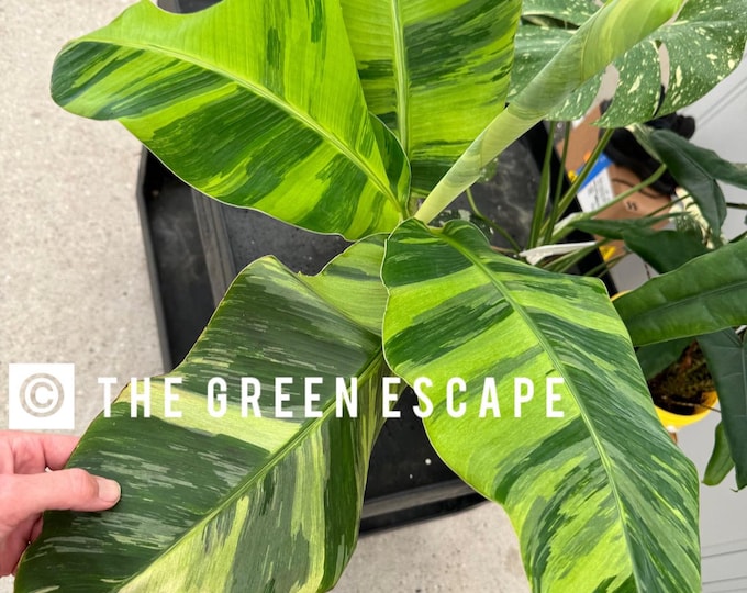 Aurea Variegated Musa Starter Plant (ALL STARTER PLANTS Require You to ...