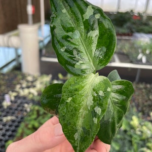 Aglaonema Pictum Tricolor Starter Plant ALL STARTER PLANTS Require You to Purchase 2 Plants - Etsy