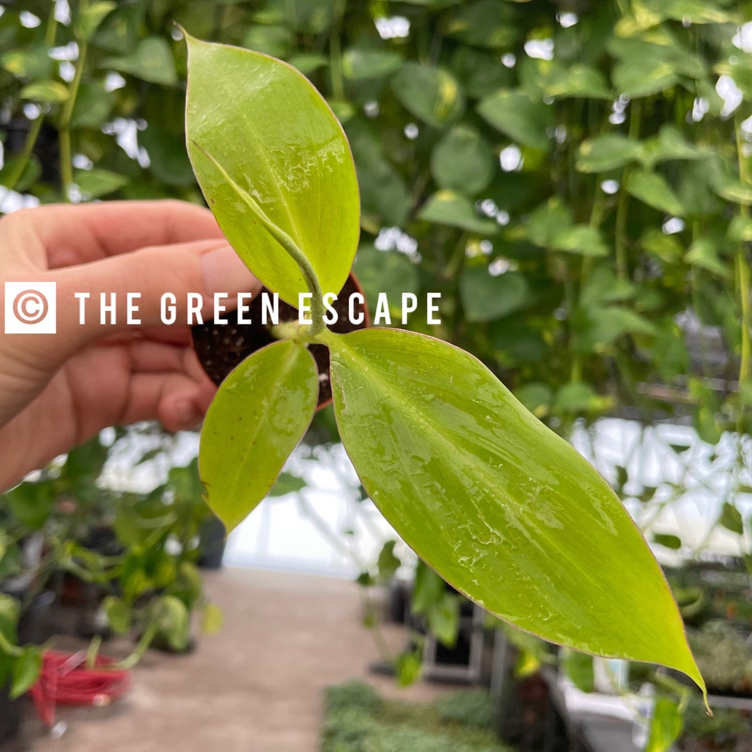 Musa Siam Ruby 2” Pot (ALL PLANTS Require You to Purchase 2 Plants!) - Etsy