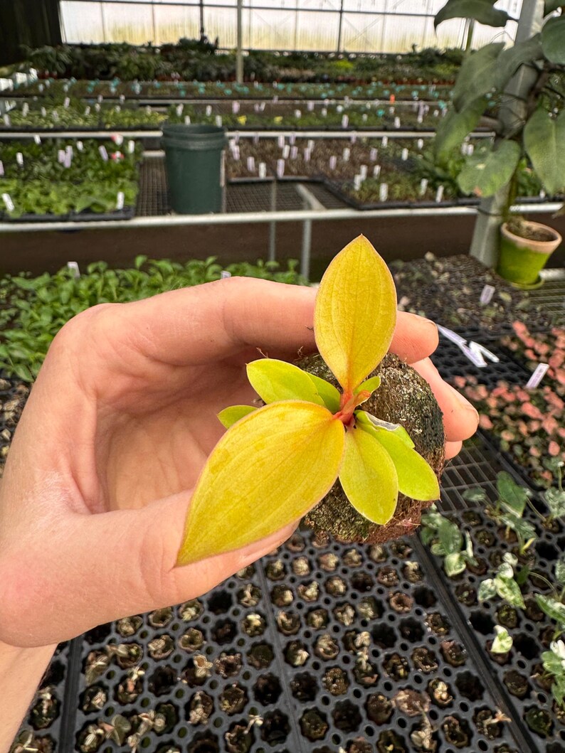 Philodendron Mars Starter Plant (ALL STARTER PLANTS Require You to ...