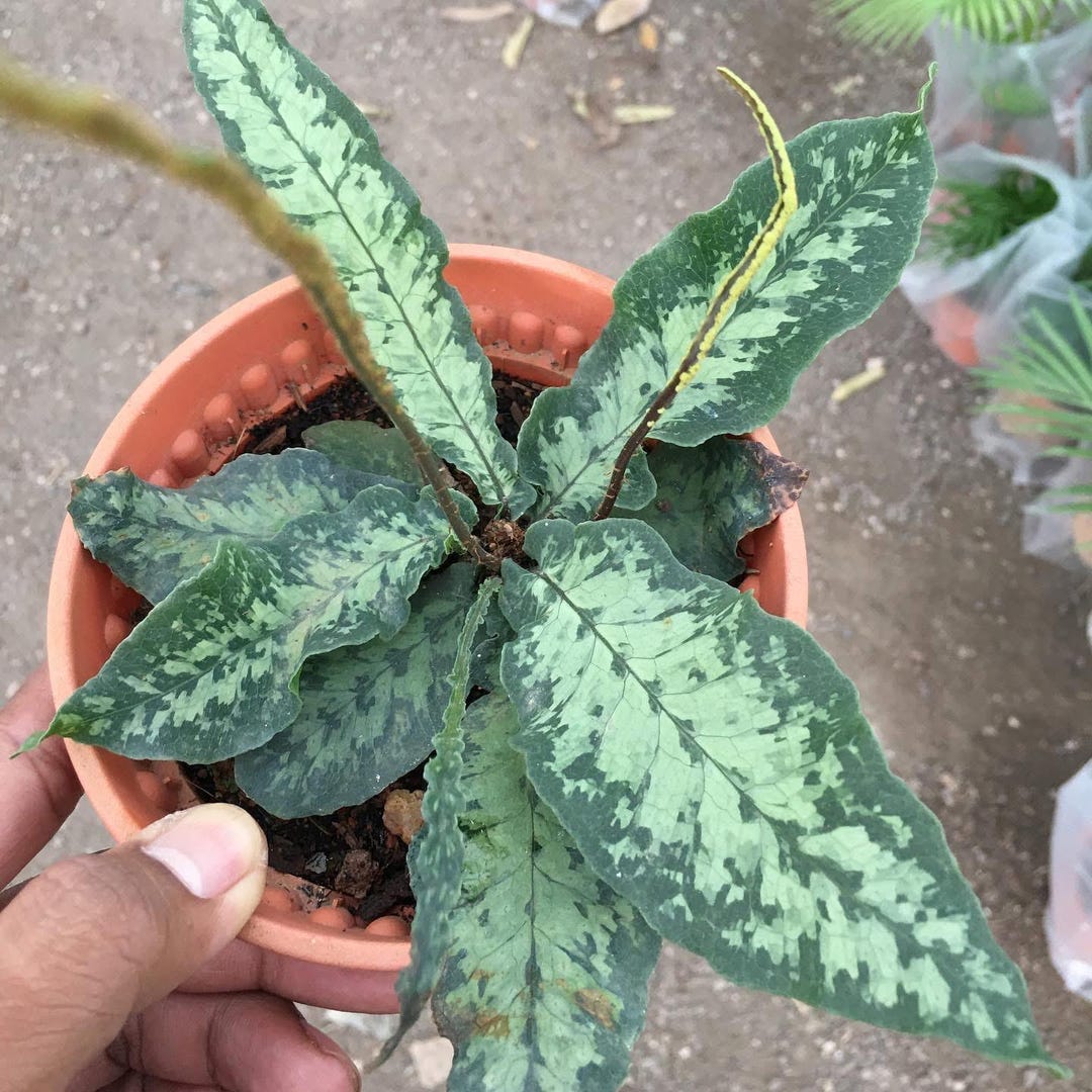 Tectaria Hilocarpa Fern Starter Plant (ALL STARTER PLANTS Require You ...