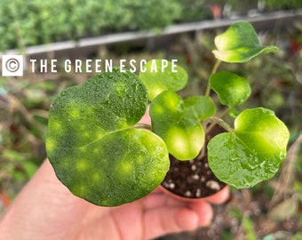 Farfugium Firefly leopard Plant tractor Seat Starter Plant ALL STARTER ...
