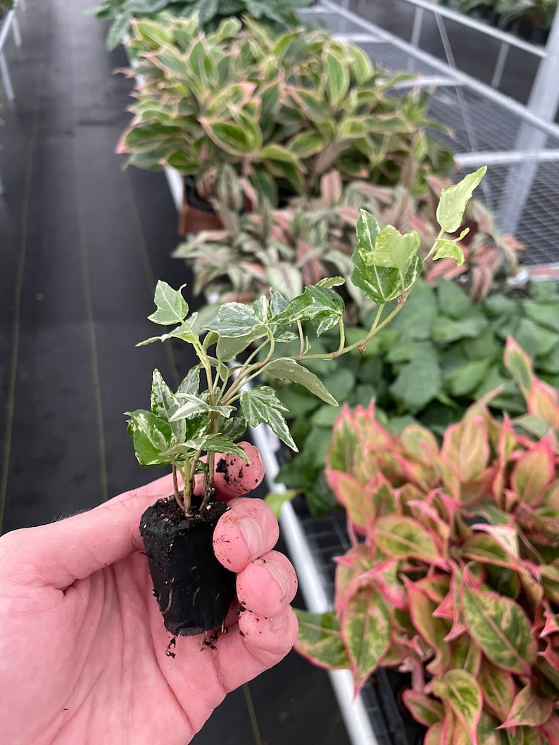 Hedera Helix Mint Kolibri Starter Plant ALL STARTER PLANTS - Etsy