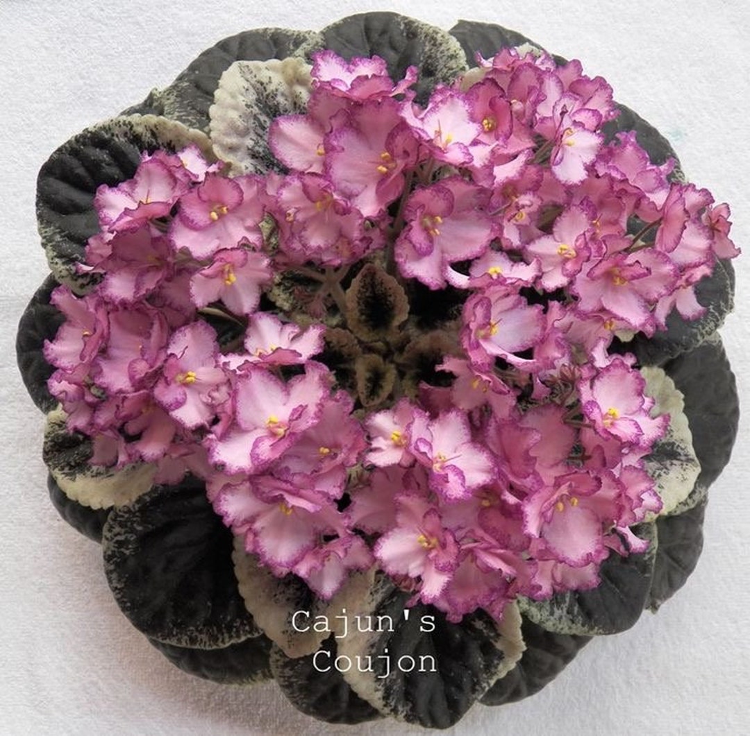 Cajuns Coujon African Violet Starter Plant (ALL Starter PLANTS Require ...