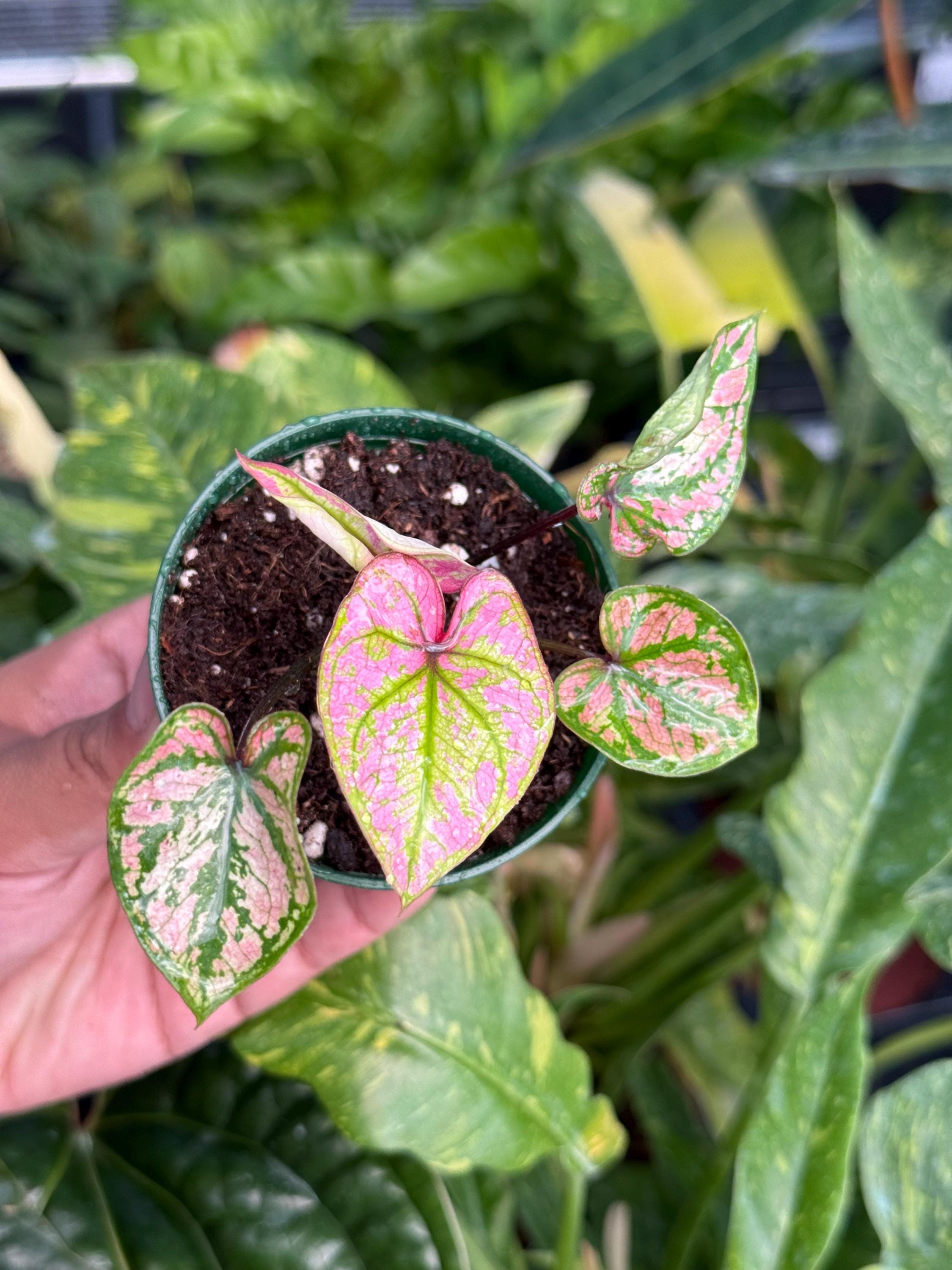 Caladium Purple Light 2” Pot (ALL PLANTS Require You to Purchase 2 ...