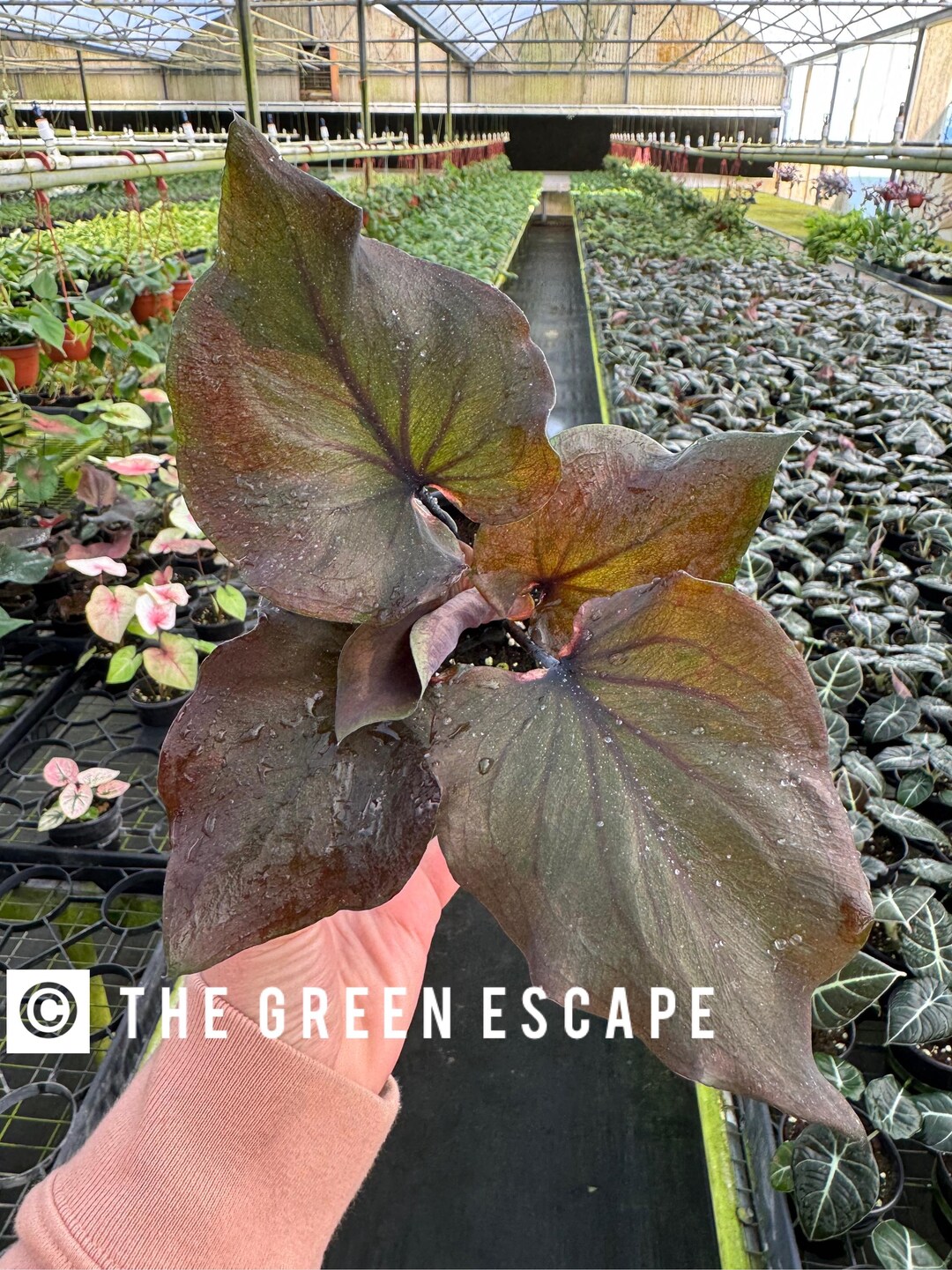 Caladium Black Knight 4” Pot (ALL PLANTS Require You to Purchase 2 ...