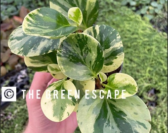 Peperomia Dragon Skin Starter Plant ALL STARTER PLANTS Require You to ...