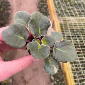 Apache Redcoats African Violet Starter Plant (ALL PLANTS Require You to ...