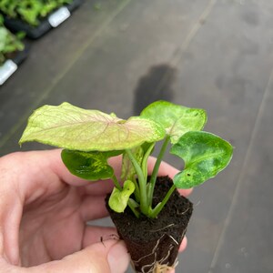 Syngonium Red Yami Starter Plant (ALL STARTER PLANTS Require You to ...