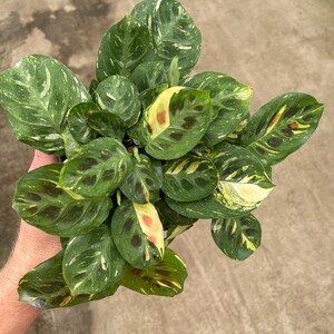 Variegated Maranta Beauty Kim 4” Pot (ALL PLANTS Require You to ...