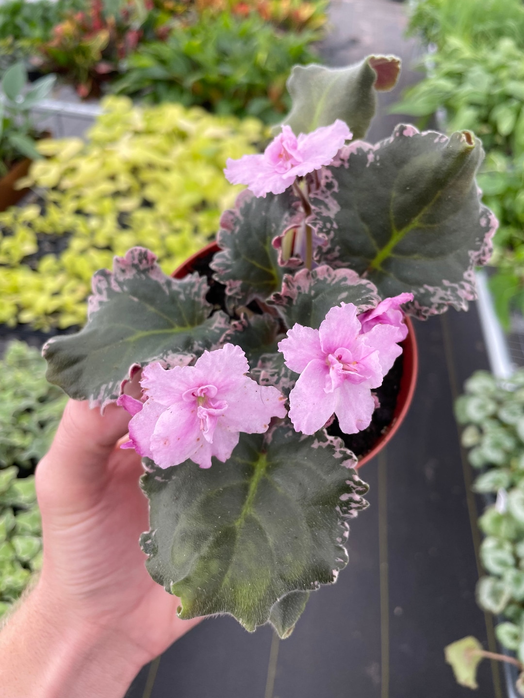 Pink Variegated Wranglers Dixie Celebration African Violet 4 Pot ALL ...