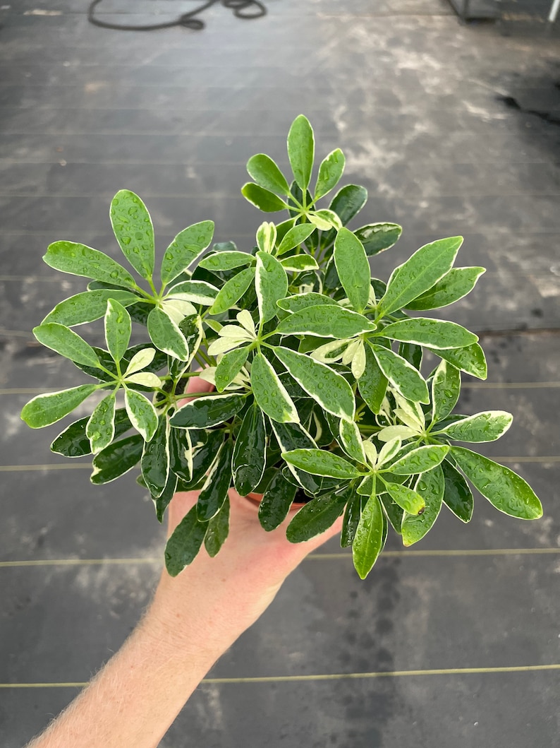 Variegated Schefflera Moondrop 4” Pot (ALL PLANTS Require You to ...