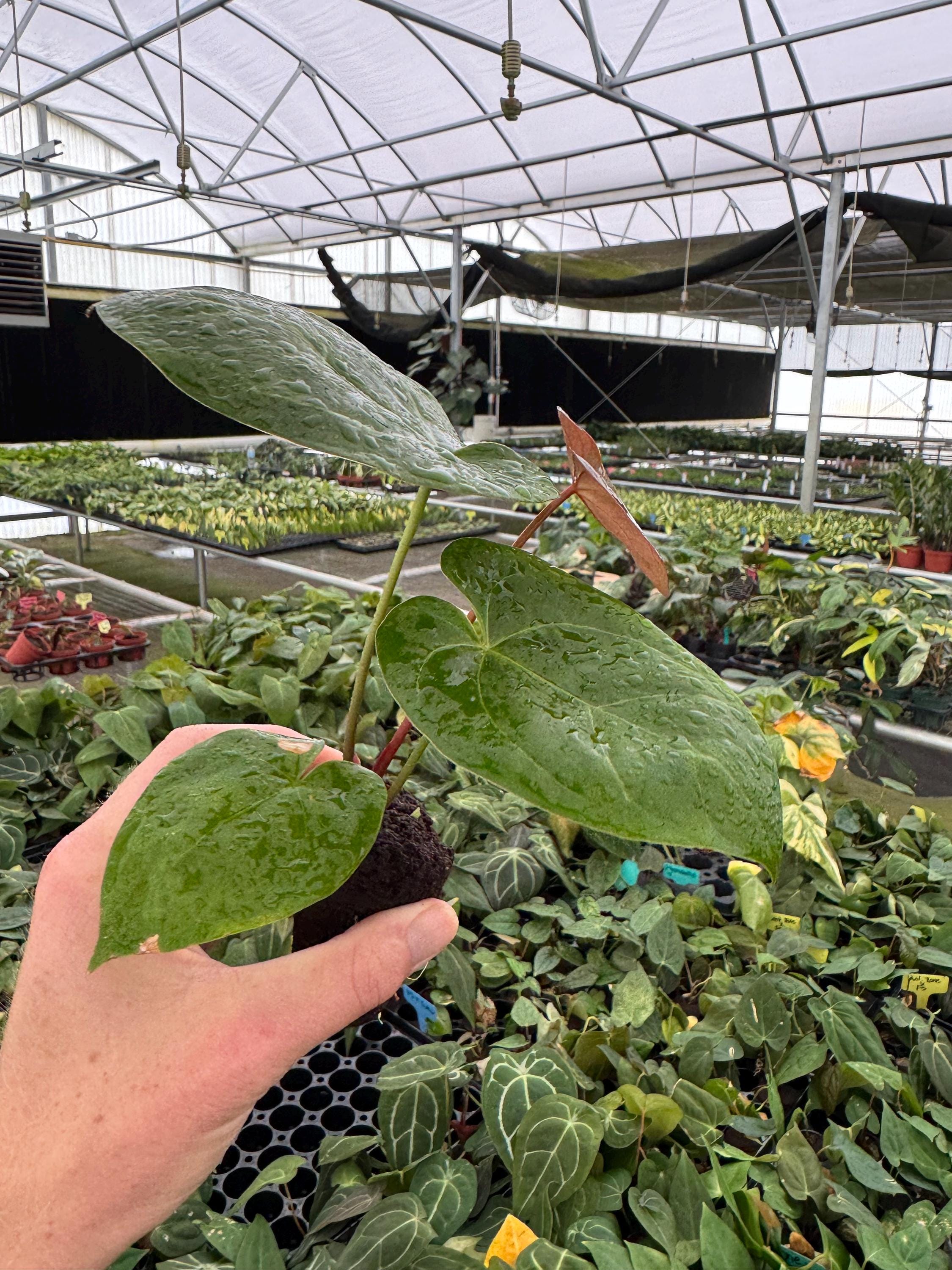 Seed Grown Anthurium Hulk Starter Plant (ALL STARTER PLANTS Require You ...