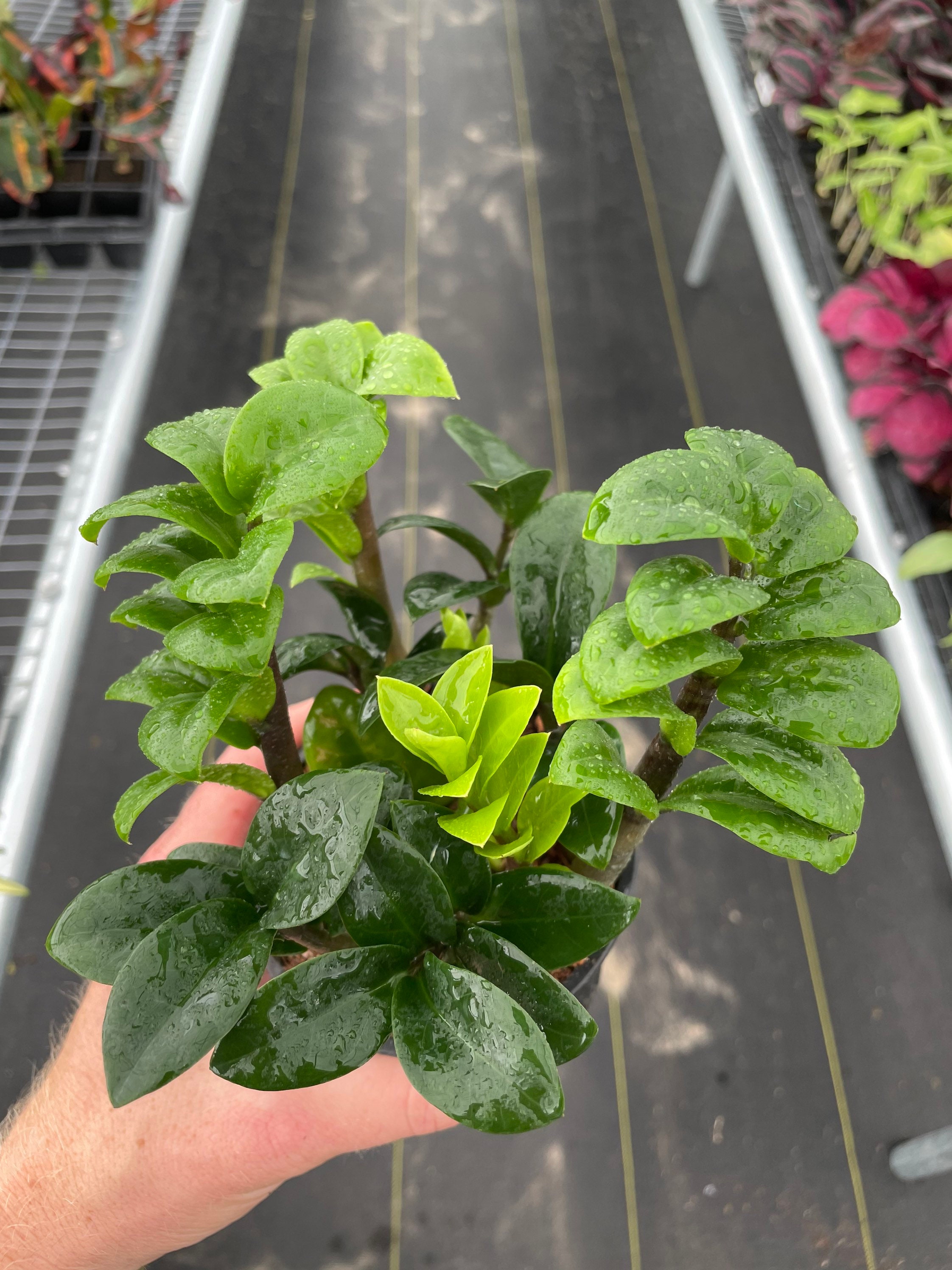 Zz Zenzi Plant zamioculcas Zamiifolia 4 Pot ALL PLANTS - Etsy