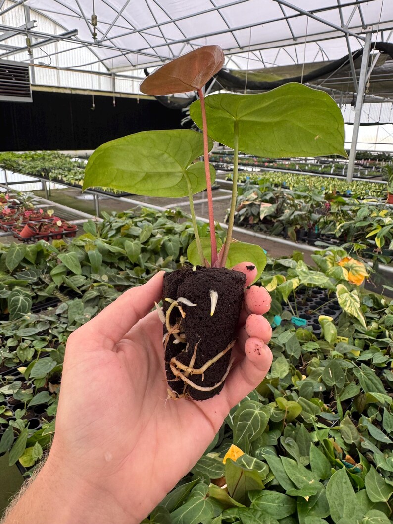 Seed Grown Anthurium Hulk Starter Plant (ALL STARTER PLANTS Require You ...