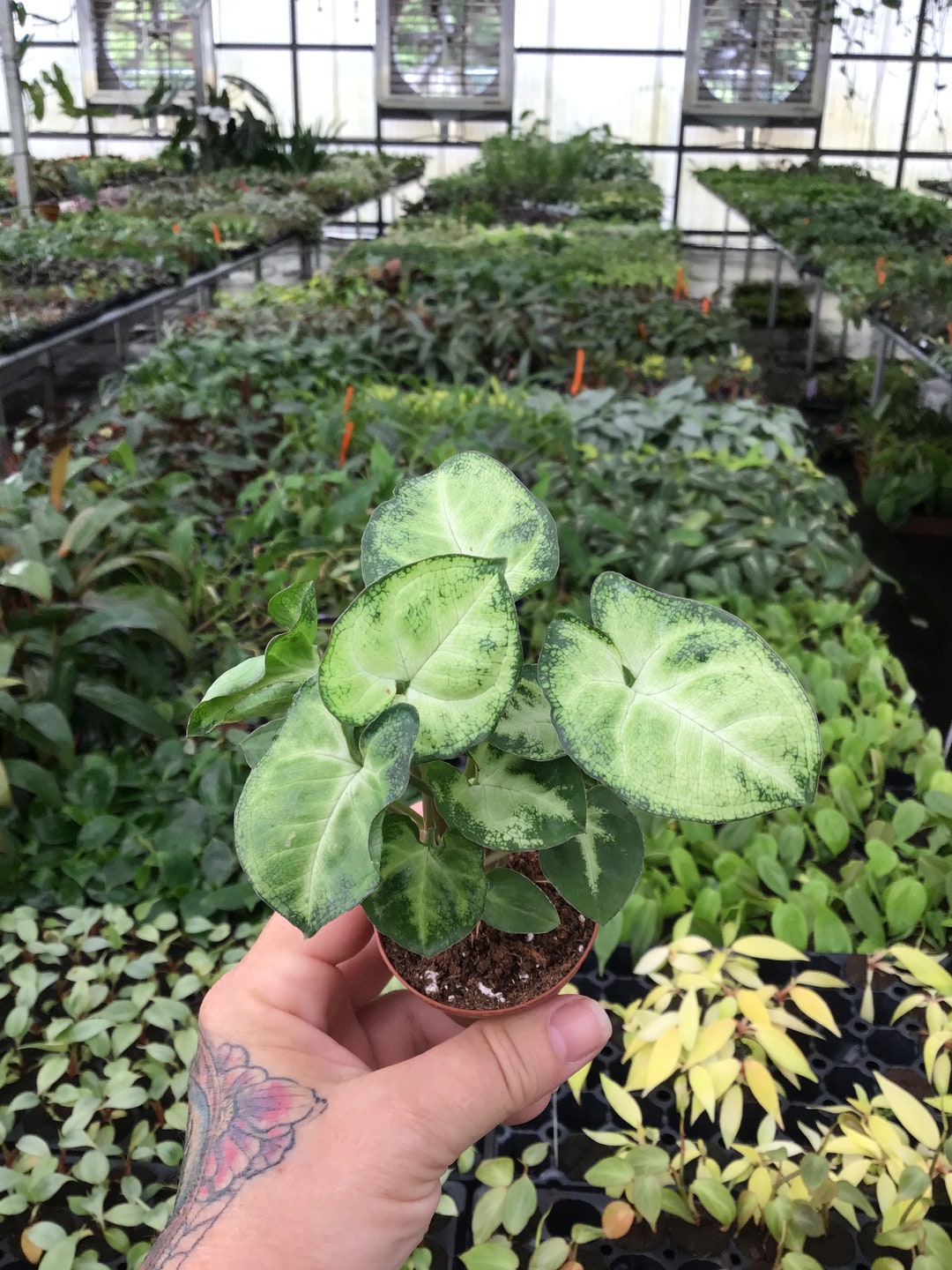 Syngonium “mini Pixie” 2” Pot (ALL PLANTS Require You to Purchase 2 ...