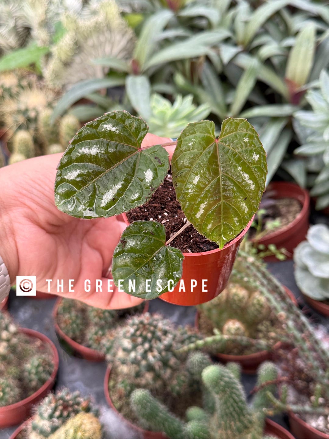 Cissus Discolor 2” Pot (ALL PLANTS Require You to Purchase 2 Plants ...