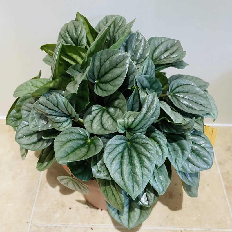 Peperomia Plant - Etsy