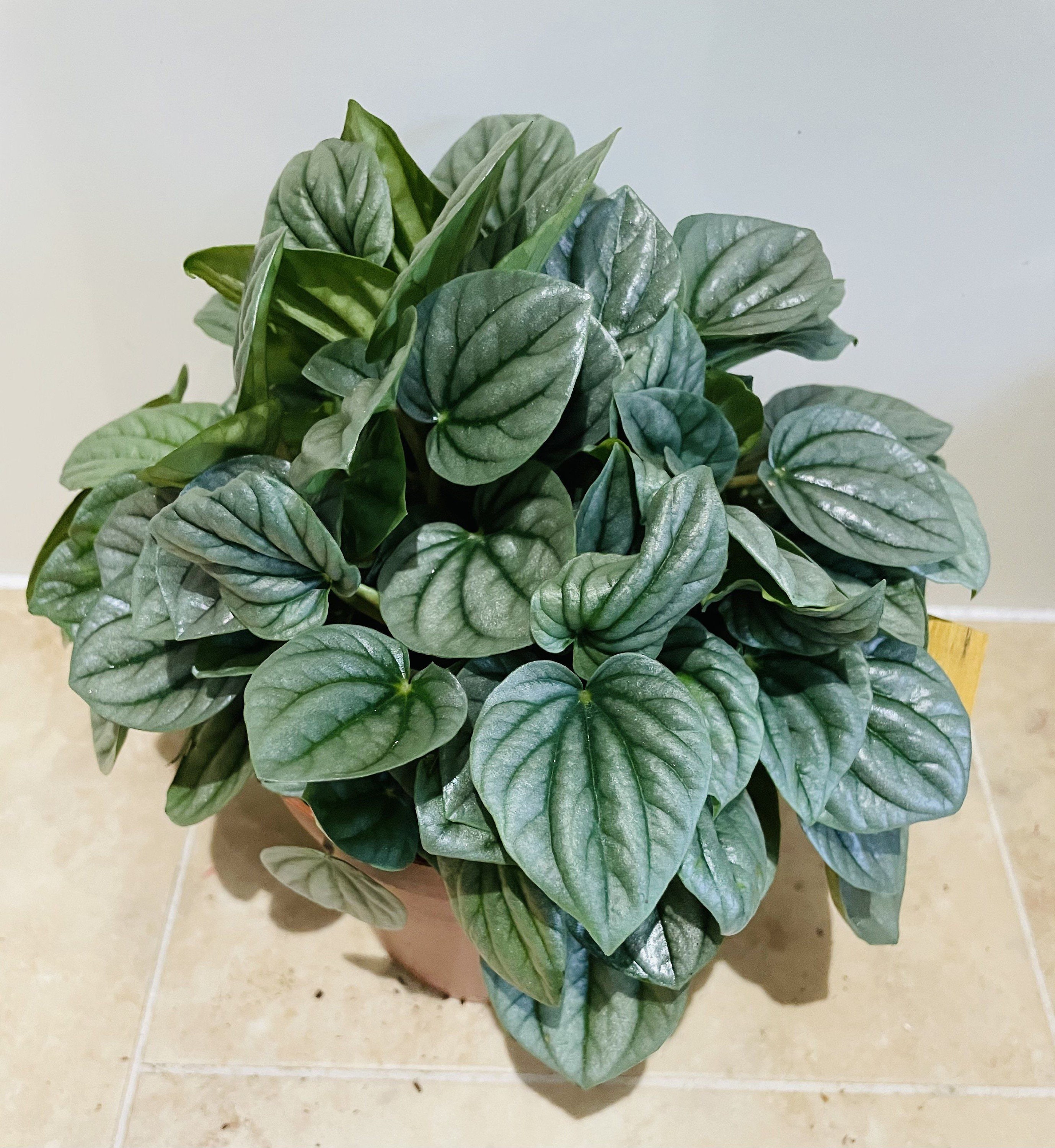 Peperomia Moonlight Starter Plant ALL STARTER PLANTS Require - Etsy