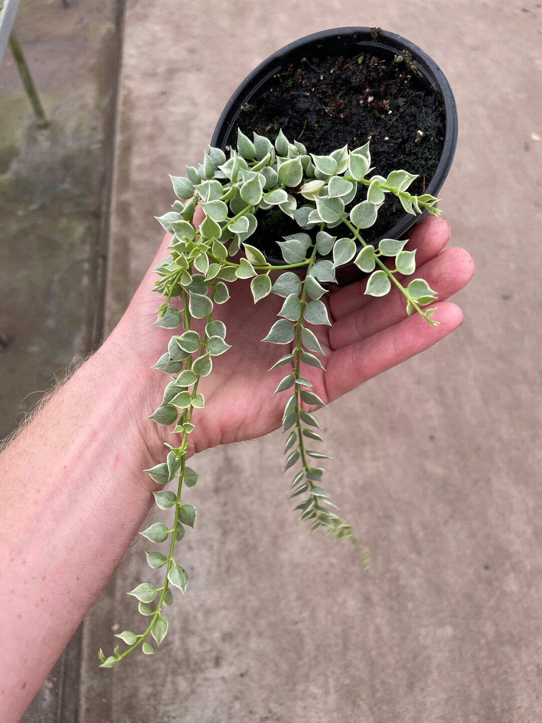 Variegated Dischidia Ruscifolia 4 Pot ALL PLANTS Require You to ...