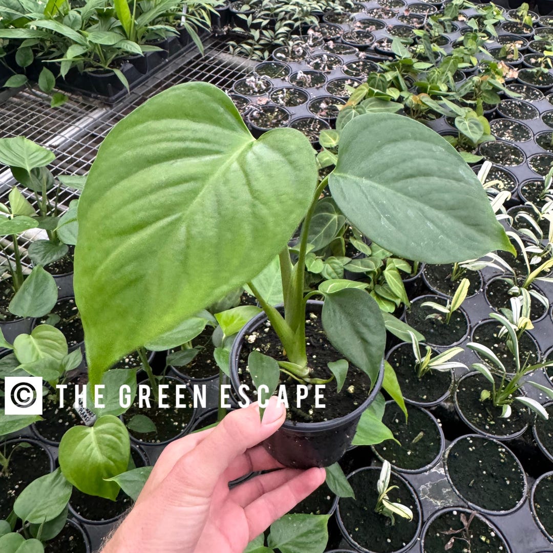 Monstera Sierrana 4” Pot (ALL PLANTS Require You to Purchase 2 Plants ...