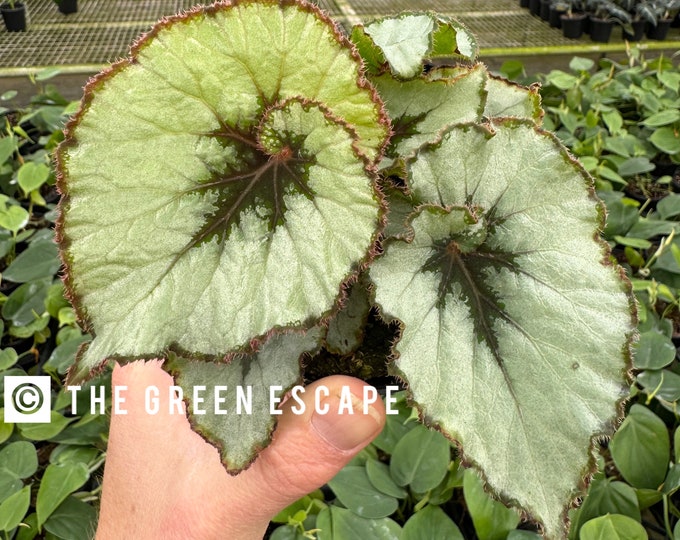 Begonia Escargot Green 4”pot (ALL PLANTS Require You to Purchase 2 ...