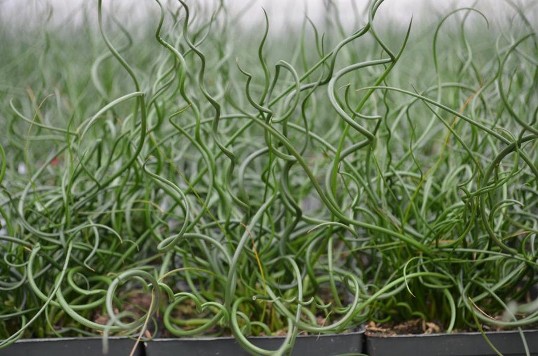 Juncus Twisted Arrow Starter Plant (ALL STARTER PLANTS Require You to ...