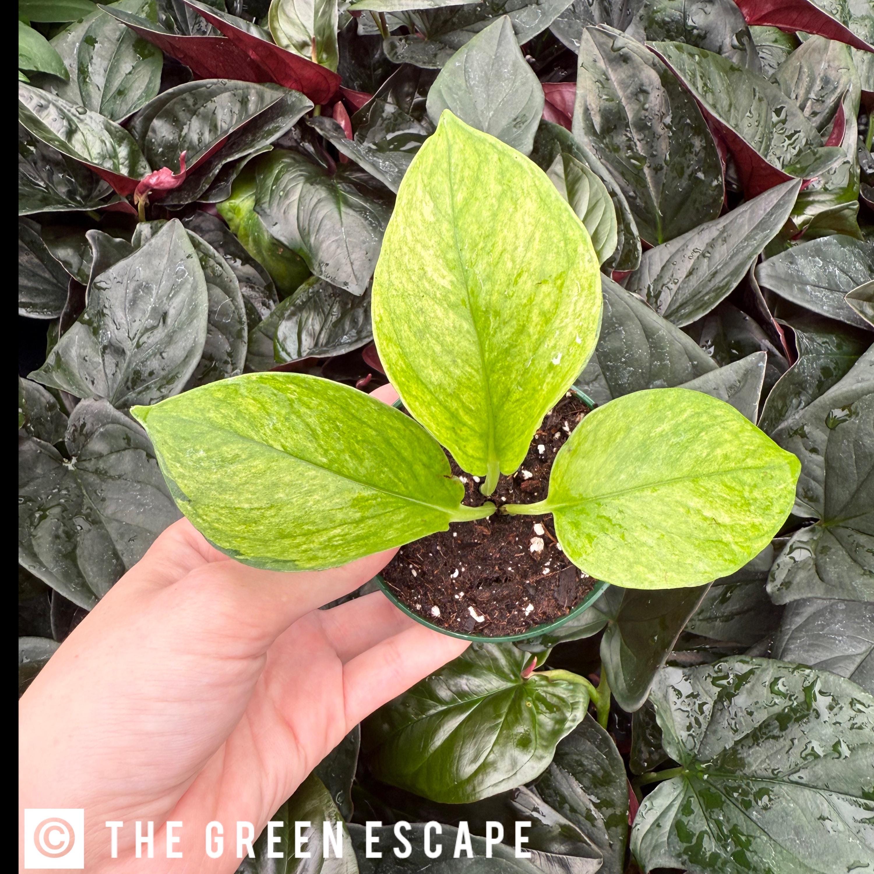 Lemon Top Pothos 2” Pot (ALL PLANTS Require You to Purchase 2 Plants ...