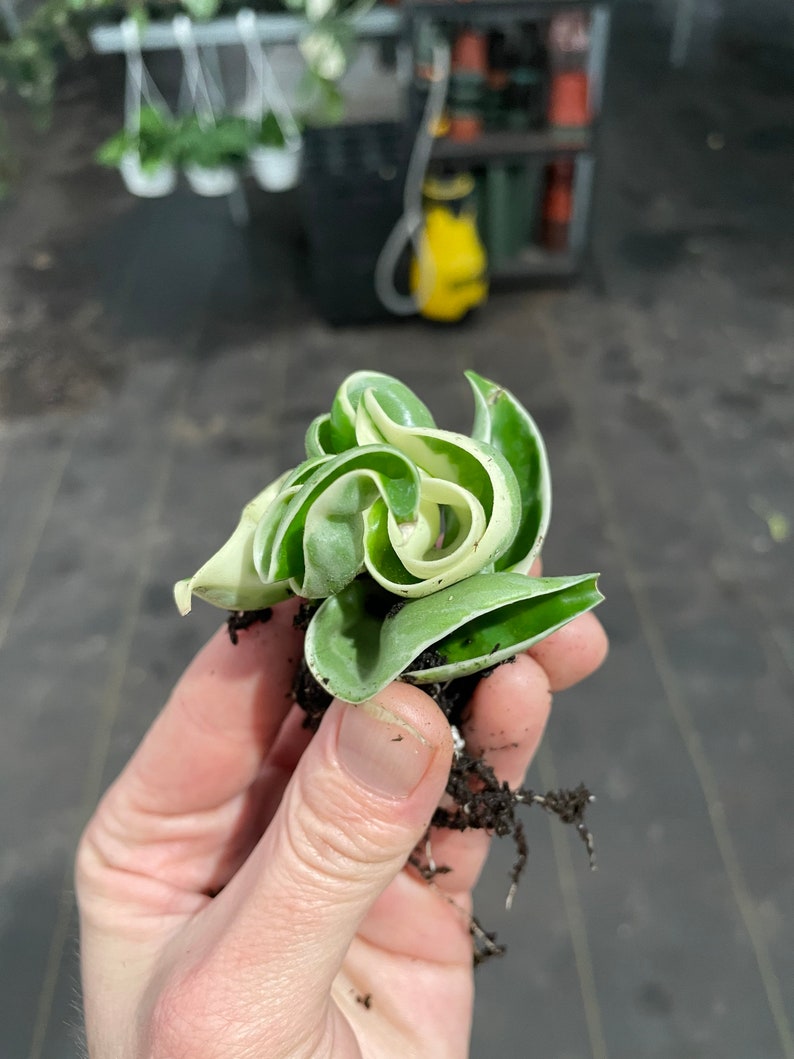 Variegated Hoya Carnosa Compacta variegated Hindu Rope - Etsy