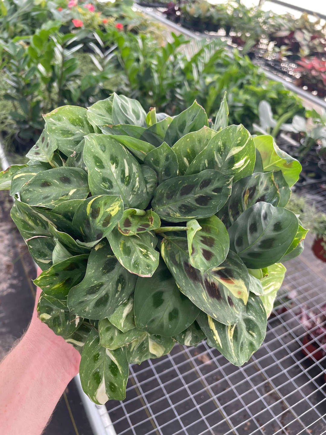 Variegated Maranta Beauty Kim 6pot ALL PLANTS Require You to - Etsy