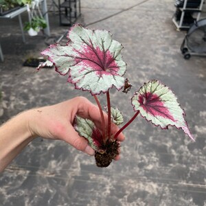 Harmonys Peppermint Twist Begonia Starter Plant (ALL STARTER PLANTS ...