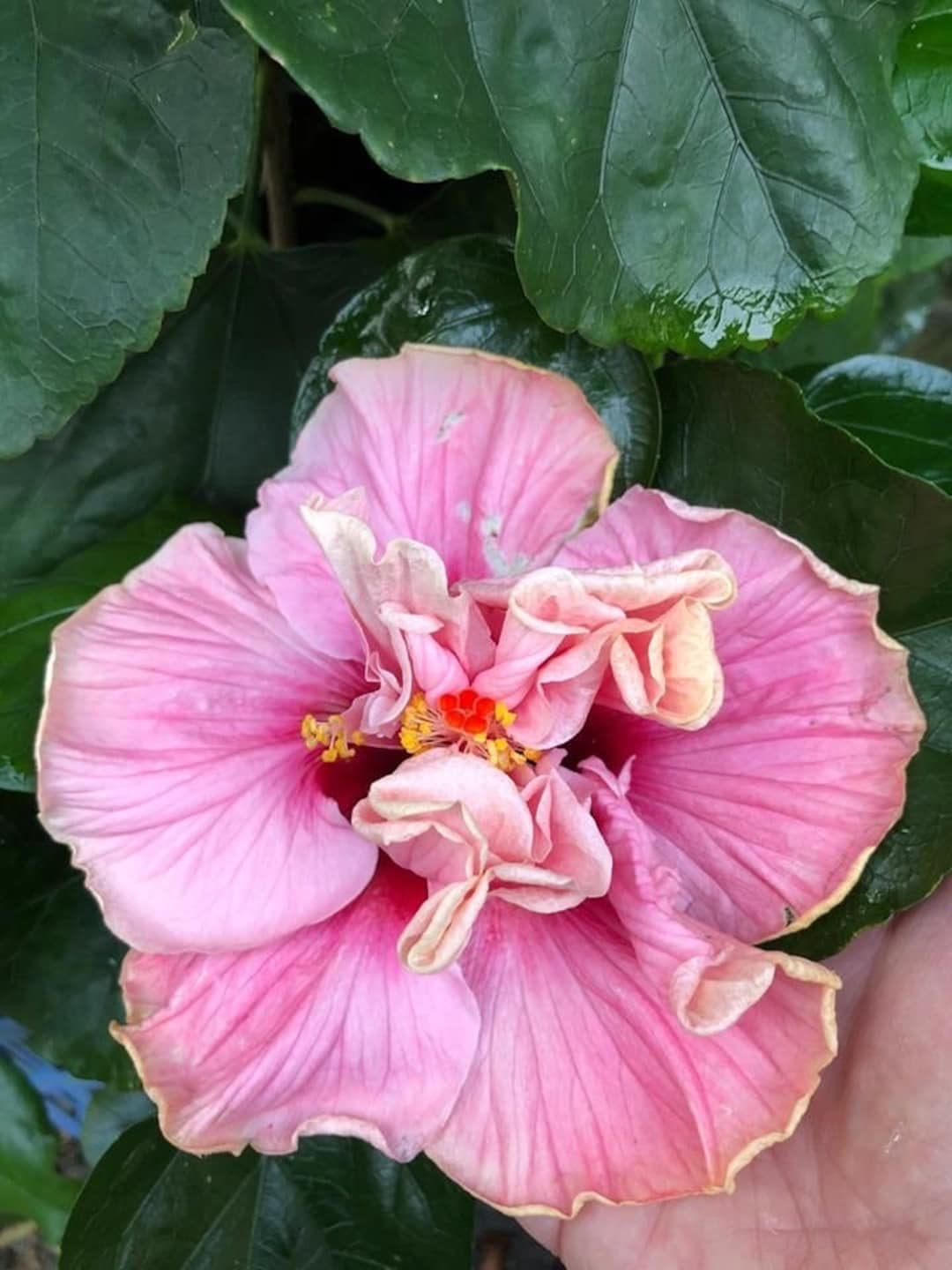 A Mothers Dream Hibiscus Starter Plant ALL STARTER PLANTS Require You to Purchase 2 Plants - Etsy