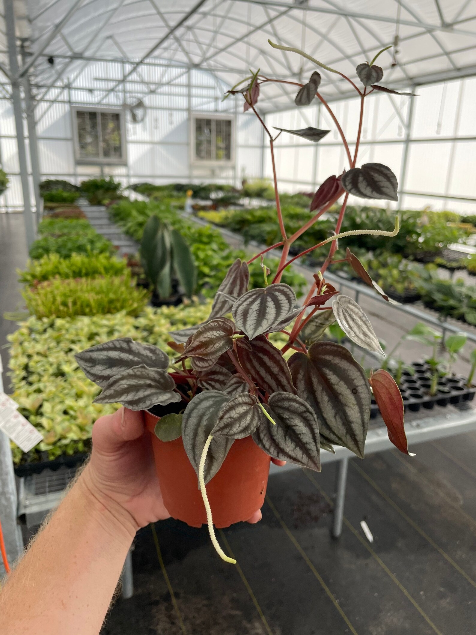 Peperomia Turboensis 4”pot (ALL PLANTS Require You to Purchase 2 Plants ...