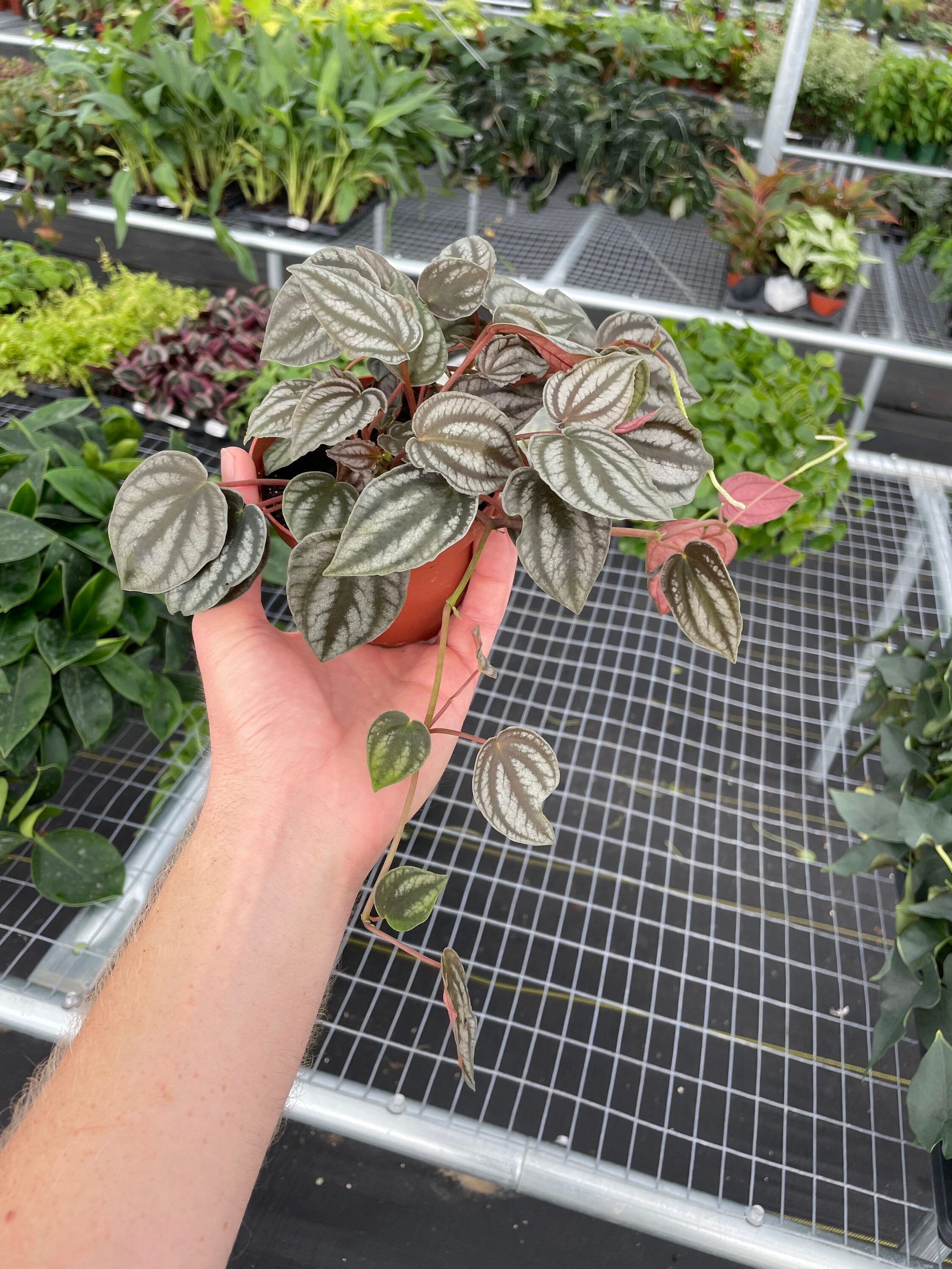 Peperomia Turboensis 4”pot (ALL PLANTS Require You to Purchase 2 Plants ...