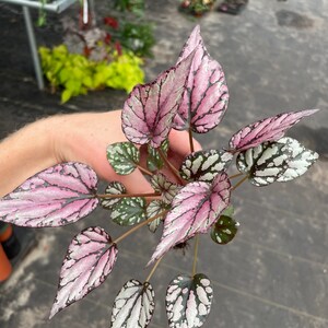 Hugh Mclaughlin Begonia Starter Plant (ALL STARTER PLANTS Require You ...