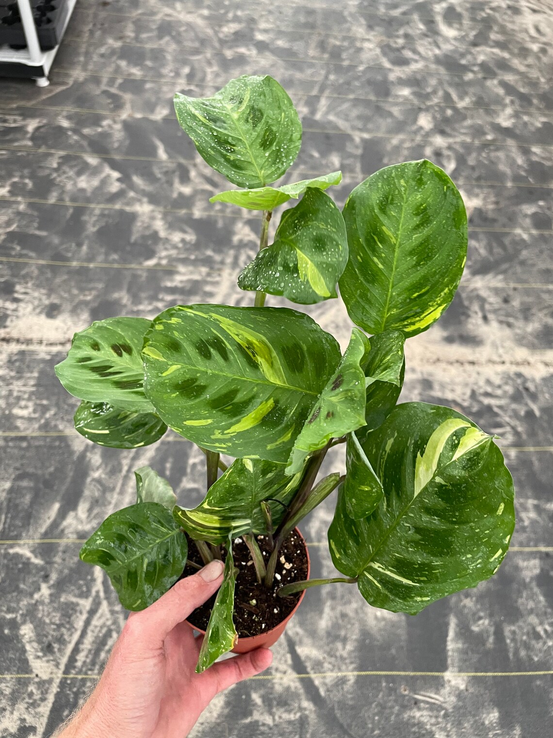 Variegated Maranta Beauty Kim 4 Pot ALL PLANTS Require You - Etsy