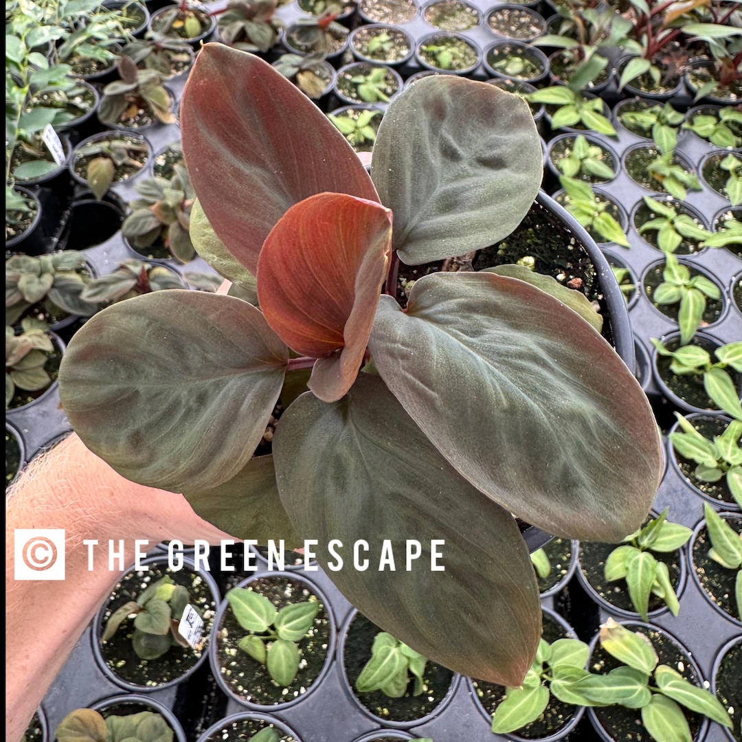 Homalomena Red Velvet 4 Pot ALL PLANTS Require You to Purchase 2 Plants ...