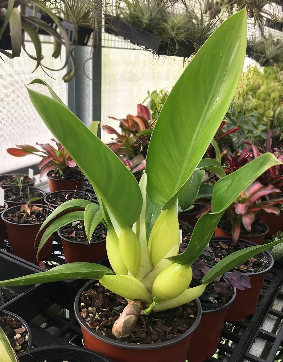 Philodendron Fat Boy “martianum” Starter Plant (ALL STARTER PLANTS ...