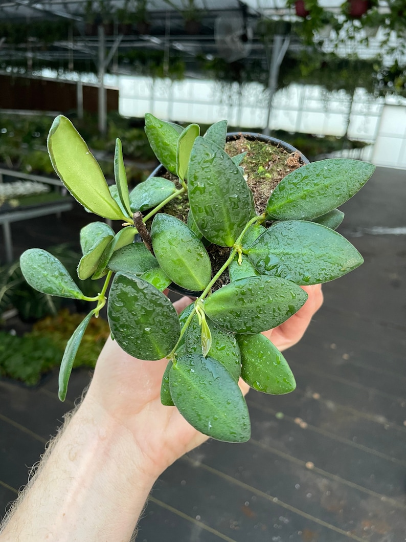Hoya DS-70 “burtoniae ” 4” Pot (ALL PLANTS Require You to Purchase 2 ...