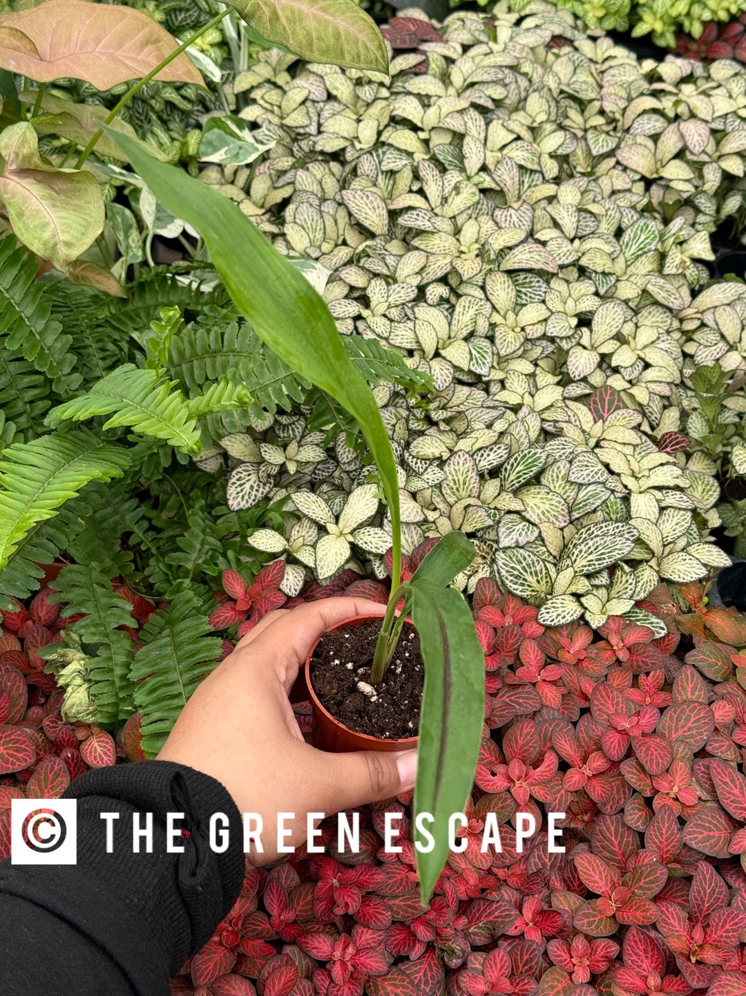 Curcuma Siam Sublime 2” Pot (ALL PLANTS Require You to Purchase 2 ...