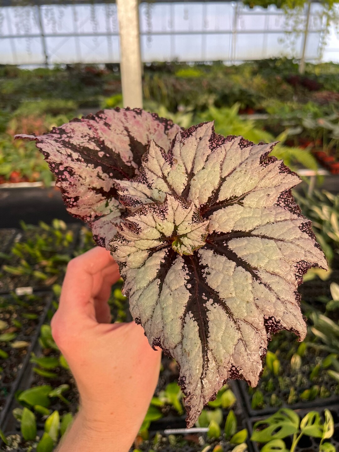 Harmonys Starburst Begonia Starter Plant ALL STARTER PLANTS - Etsy