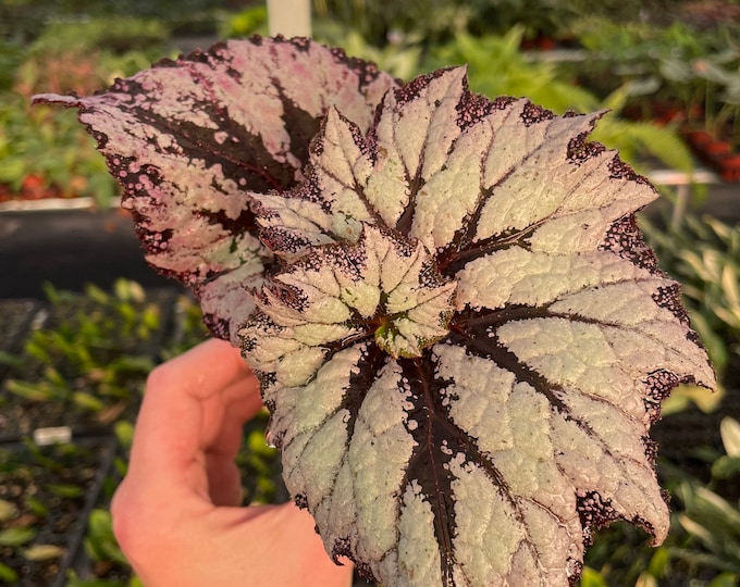 Harmonys Starburst Begonia Starter Plant (ALL STARTER PLANTS Require ...