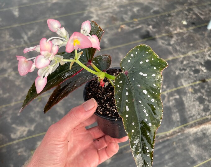Harmonys Bat Shit Crazy Begonia 4” Pot (ALL PLANTS Require You to ...