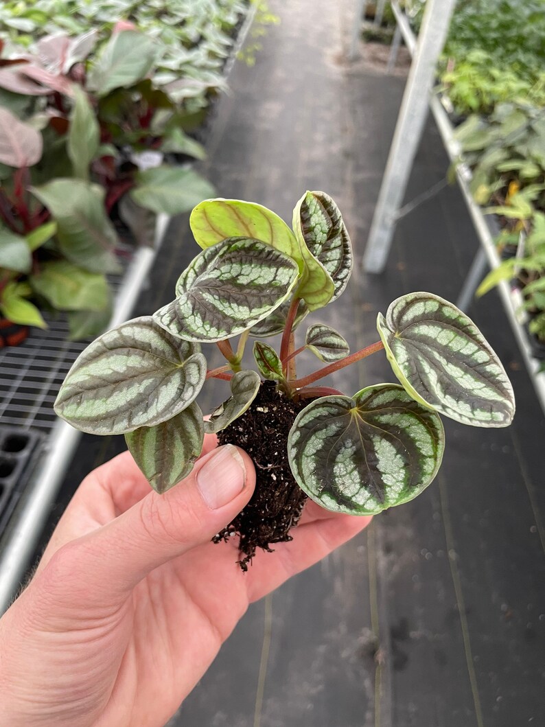 Peperomia Dragon Skin Starter Plant ALL STARTER PLANTS - Etsy
