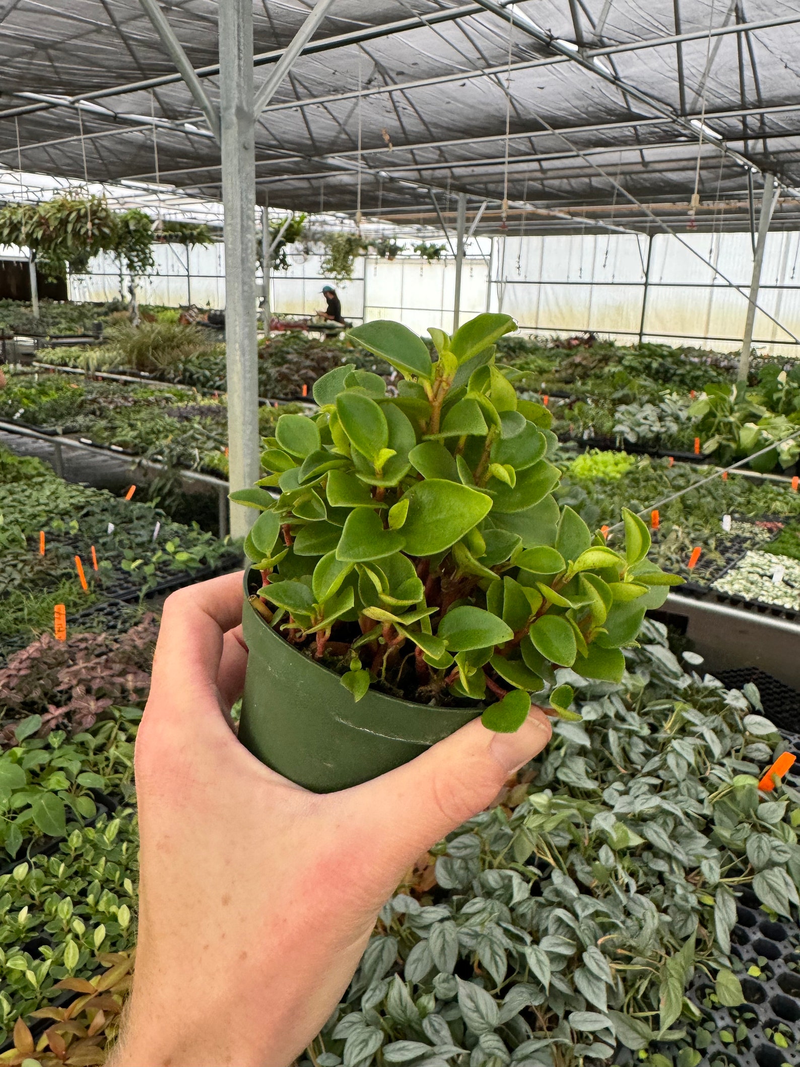 Peperomia Cubensis 4pot ALL PLANTS Require You to Purchase 2 Plants - Etsy