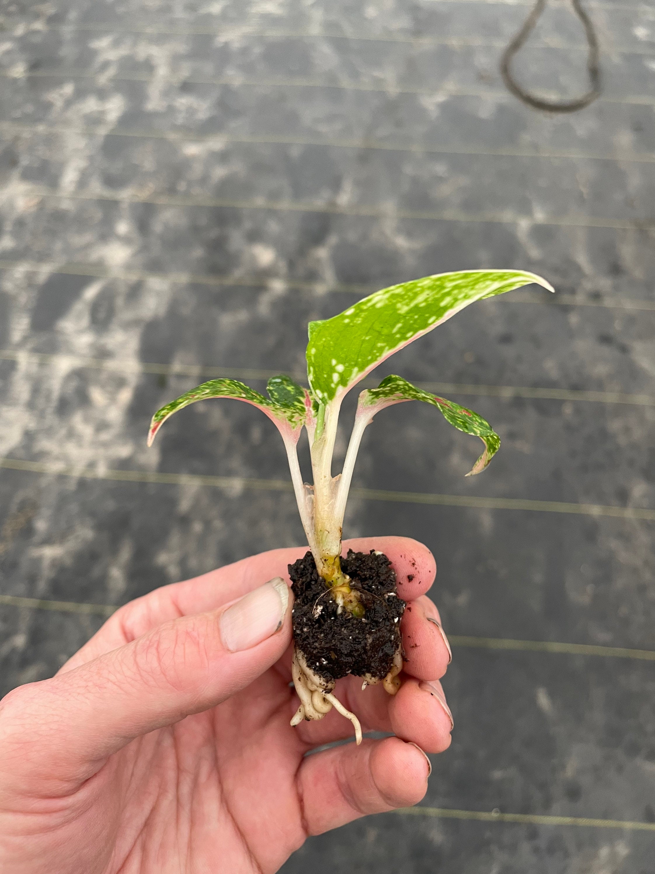 New Hybrid Aglaonema Fireworks Starter Plant ALL STARTER - Etsy