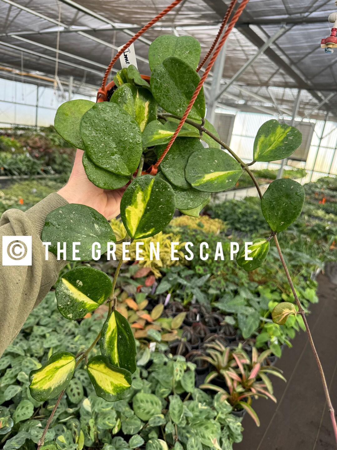 Hoya Obovata Inner Variegated 5 Hanging Baskets ALL PLANTS Require You ...