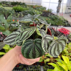 New Cultivar! Peperomia Dragon Skin 4”pot (ALL PLANTS Require You to ...