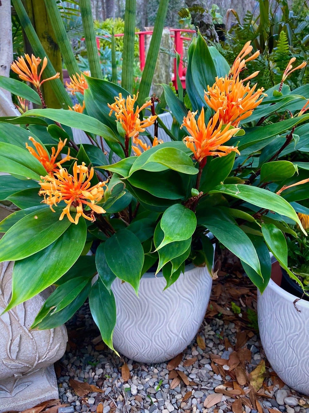 Golden Brush Ginger Starter Plant (ALL STARTER PLANTS Require You to ...